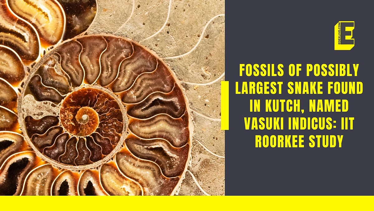 Giant Snake Fossils Unearthed in Kutch, India: IIT Roorkee Study