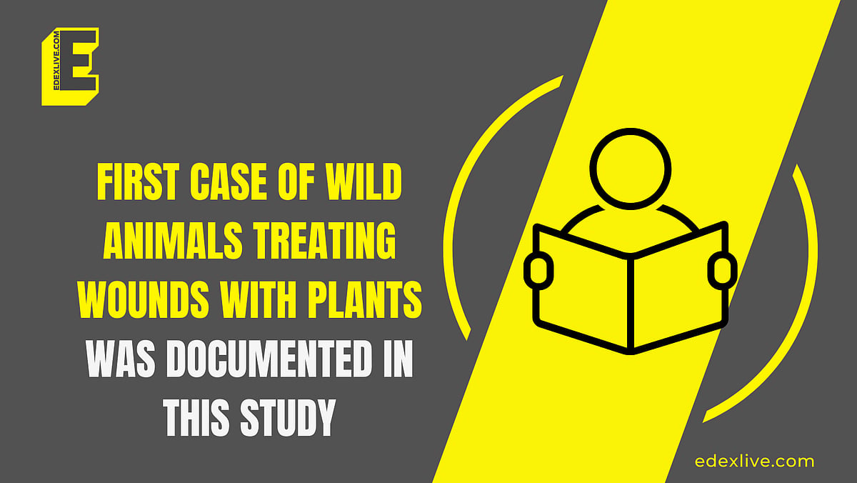 First case of wild animals treating wounds with plants was documented ...