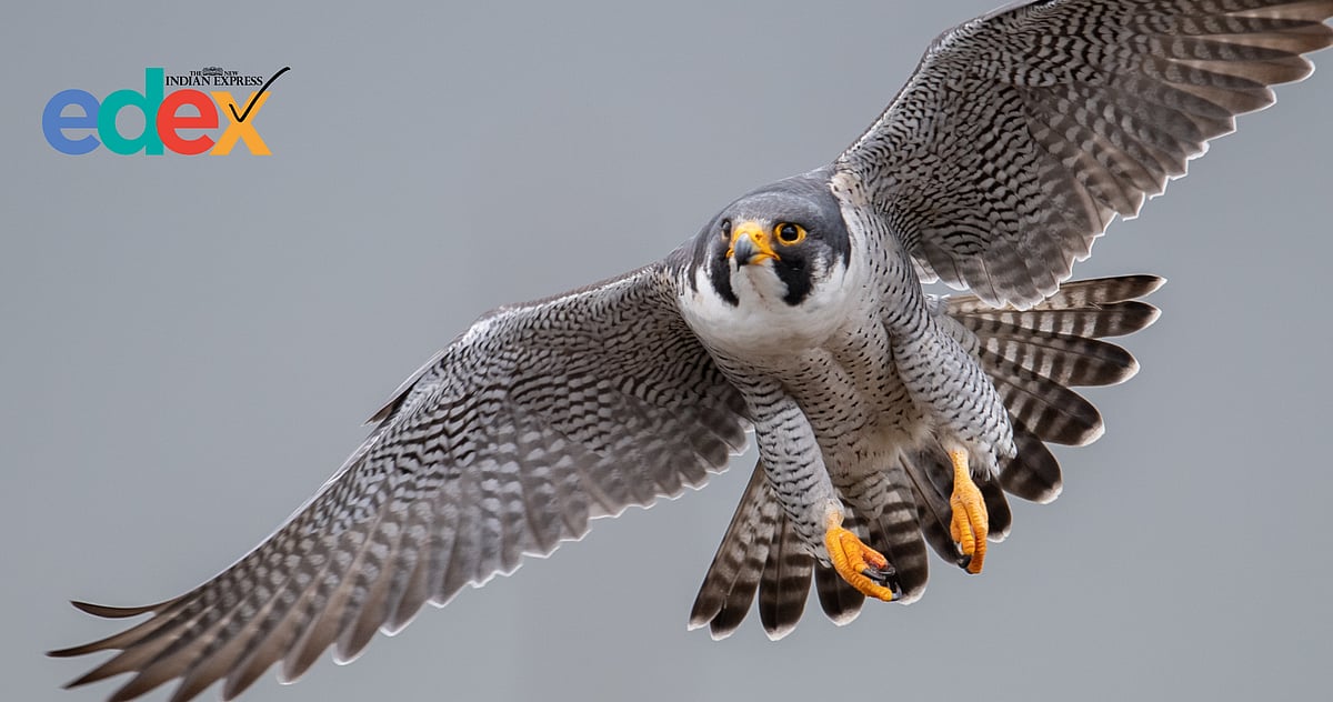 Amur Falcon ‘Apapang’ blazes 1,500 km from Manipur to Odisha in 48 hrs