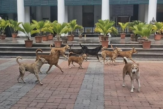 Tamil Nadu issues dog-bite safety guidelines for schoolchildren