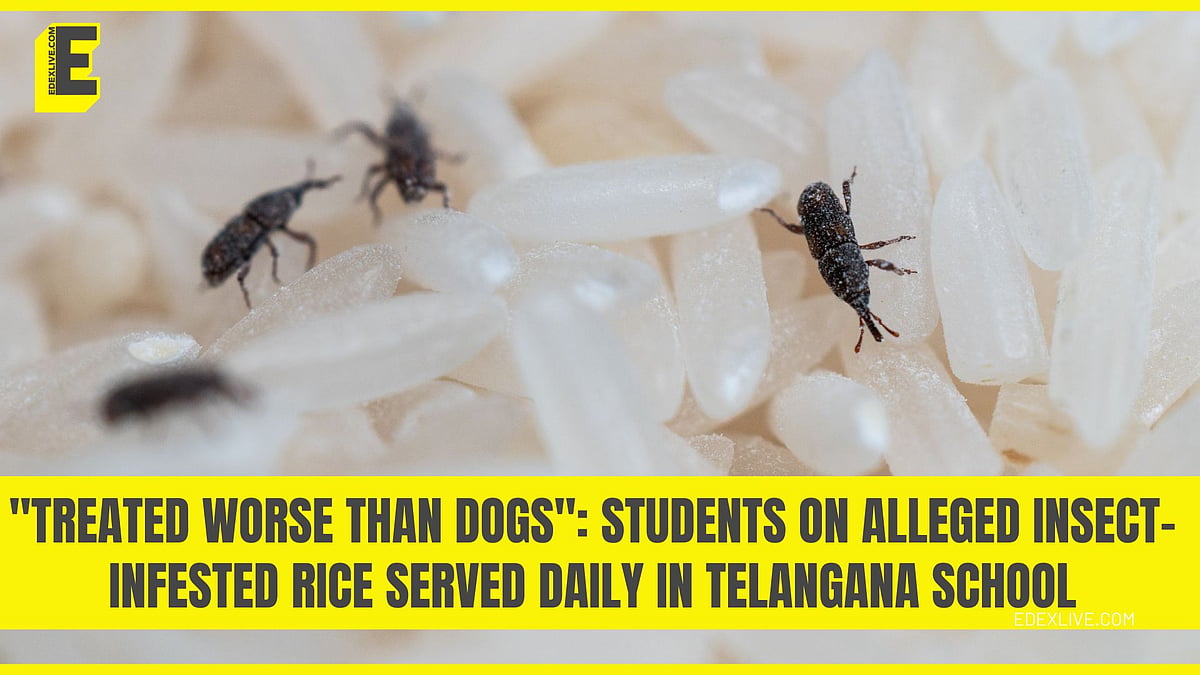 "Treated worse than dogs": Students on insect-infested rice served ...