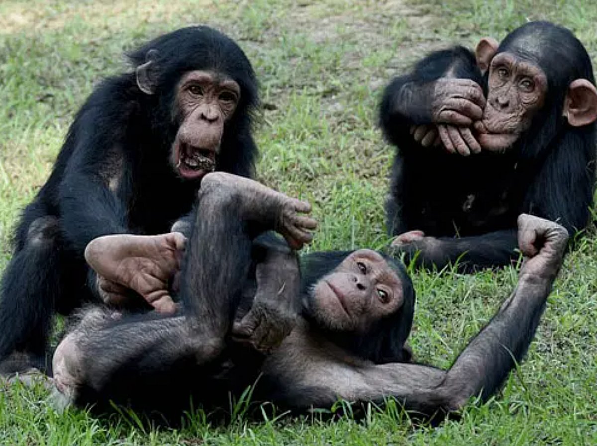 Chimps might perform difficult tasks better when watched, says study ...