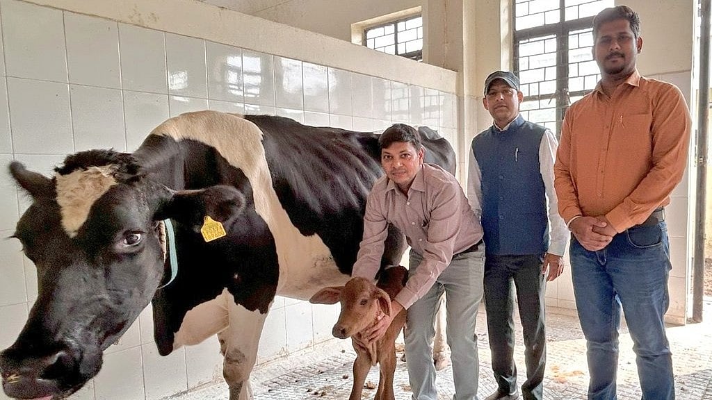 BREAKTHROUGH: BHU gets first Sahiwal calf through embryo transfer