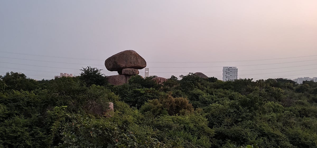 As Telangana government proceeds with deforestation of precious forest ...