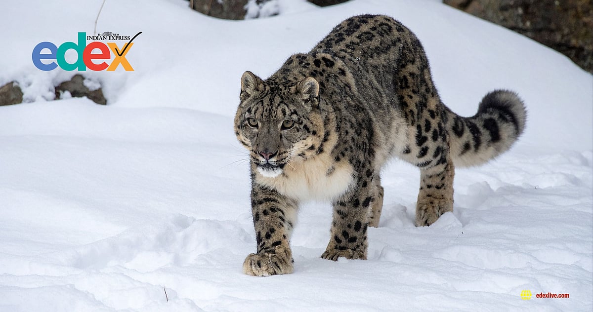 Good news! Snow Leopard population doubles; two new species found