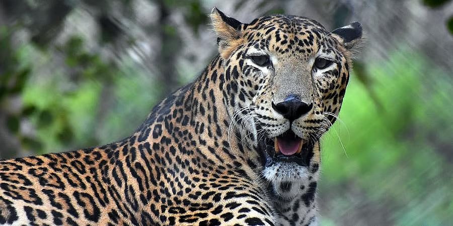 Leopard movement detected in densely-populated area of Thane