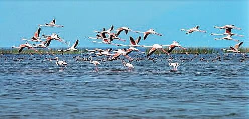 Winter sees massive influx of 11.32 lakh birds at Chilika Lake