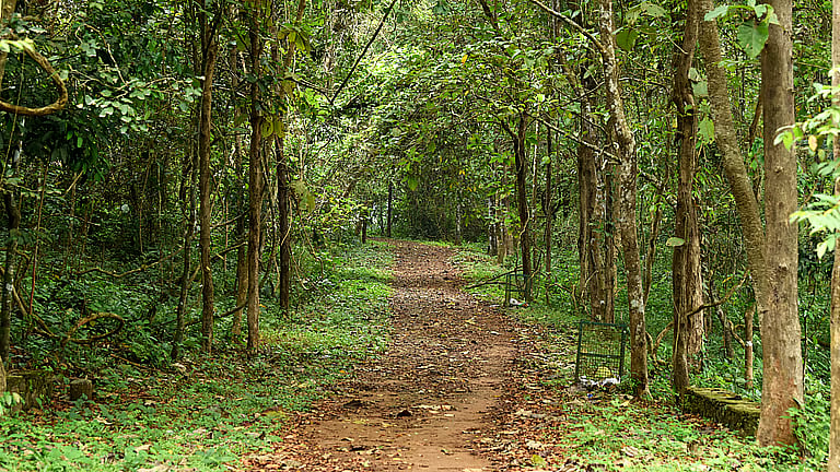 Global forests shifting towards fast-growing trees