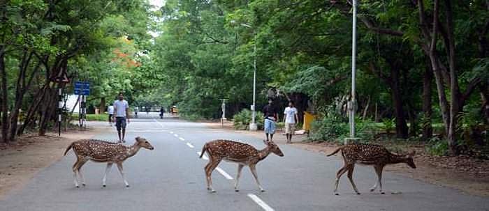 IIT Madras may lose wild fauna after Forest Department warns of ...