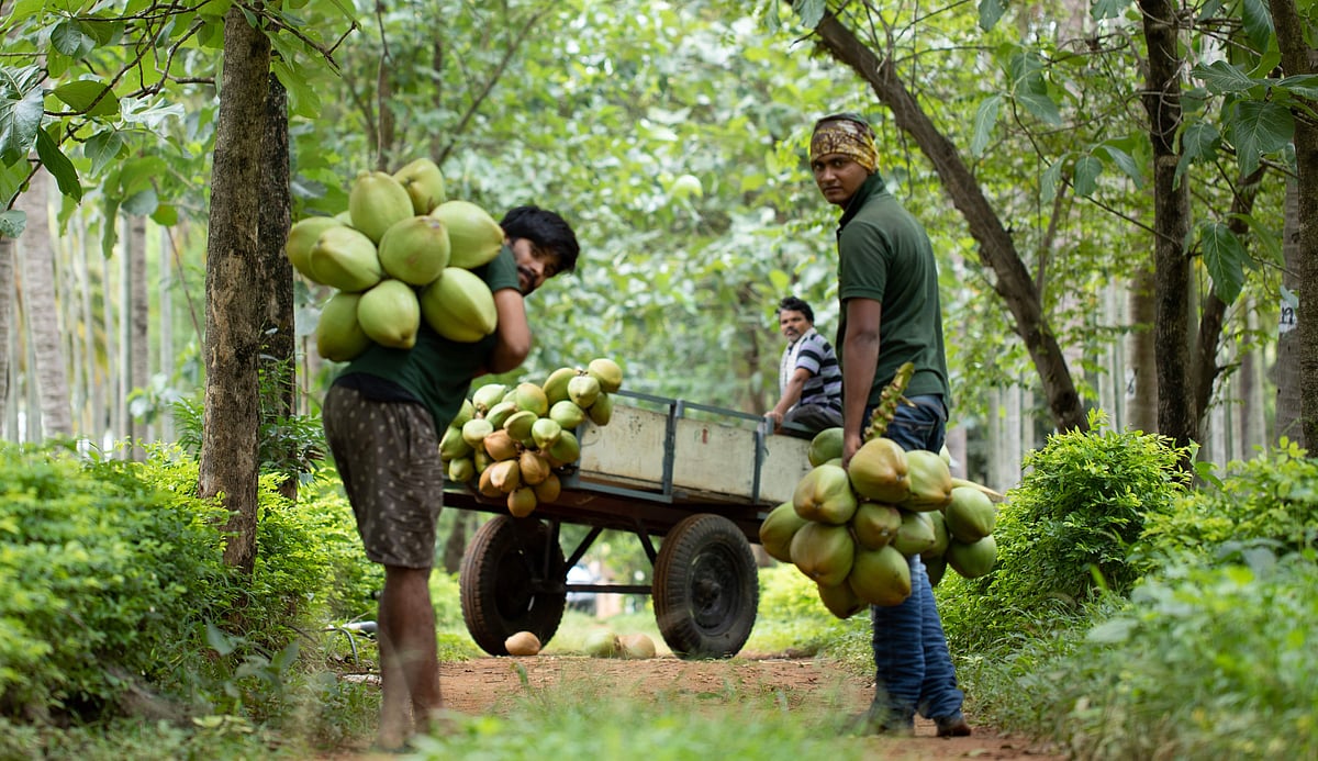 Mysuru start-up Econut is making coconut water cool again while getting ...