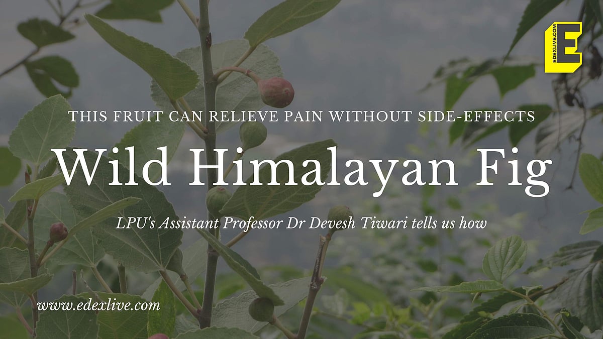 This Himalayan fruit can relieve pain without any side effects, says ...