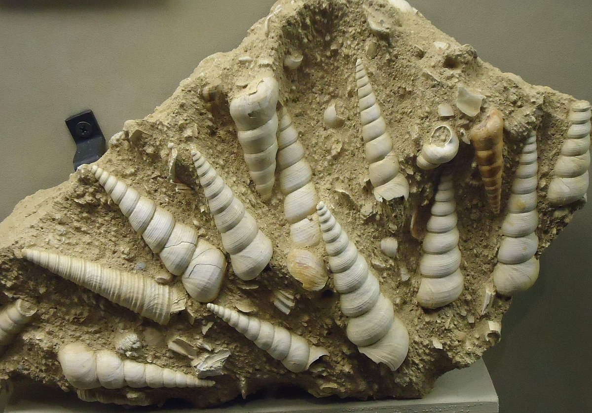 Earliest primate fossils documented by researchers that sheds light on ...